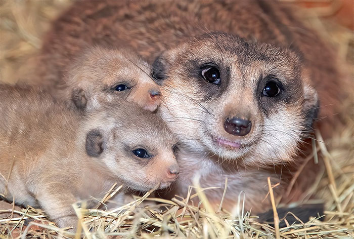 Ce zoo a présenté 11 photos de bébés suricates et elles vont te faire ...