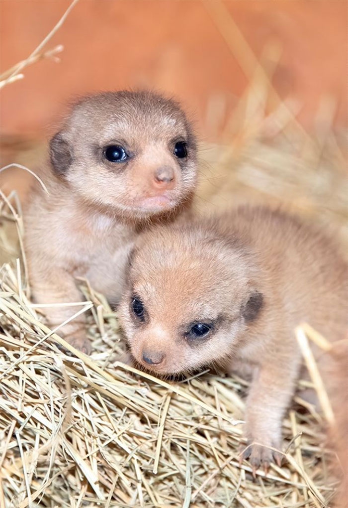 Ce zoo a présenté 11 photos de bébés suricates et elles vont te faire ...