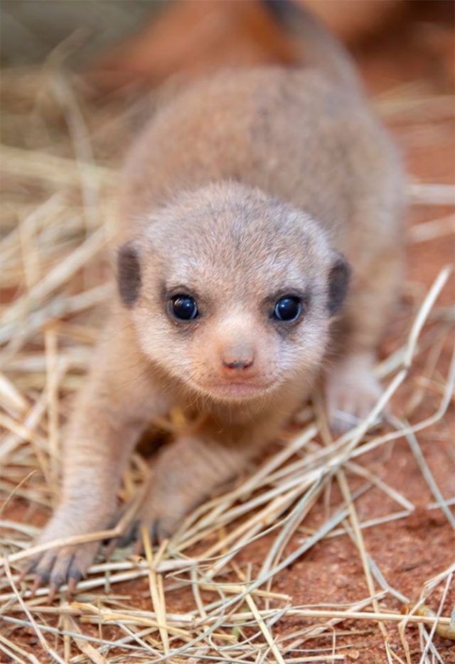 Ce zoo a présenté 11 photos de bébés suricates et elles vont te faire ...