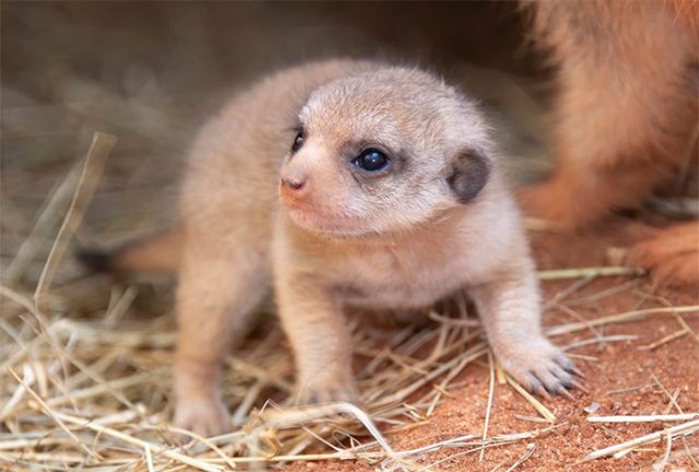 Ce zoo a présenté 11 photos de bébés suricates et elles vont te faire ...