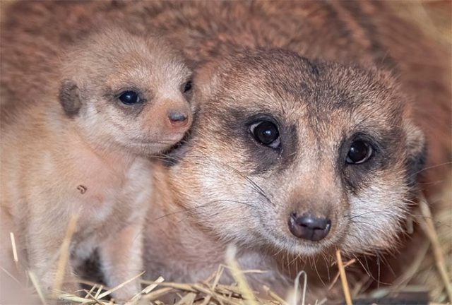 Ce zoo a présenté 11 photos de bébés suricates et elles vont te faire ...