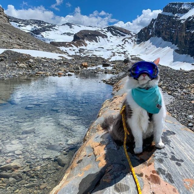 Voici Gary, le chat alpiniste secouru qui vit toutes sortes d’aventures ...