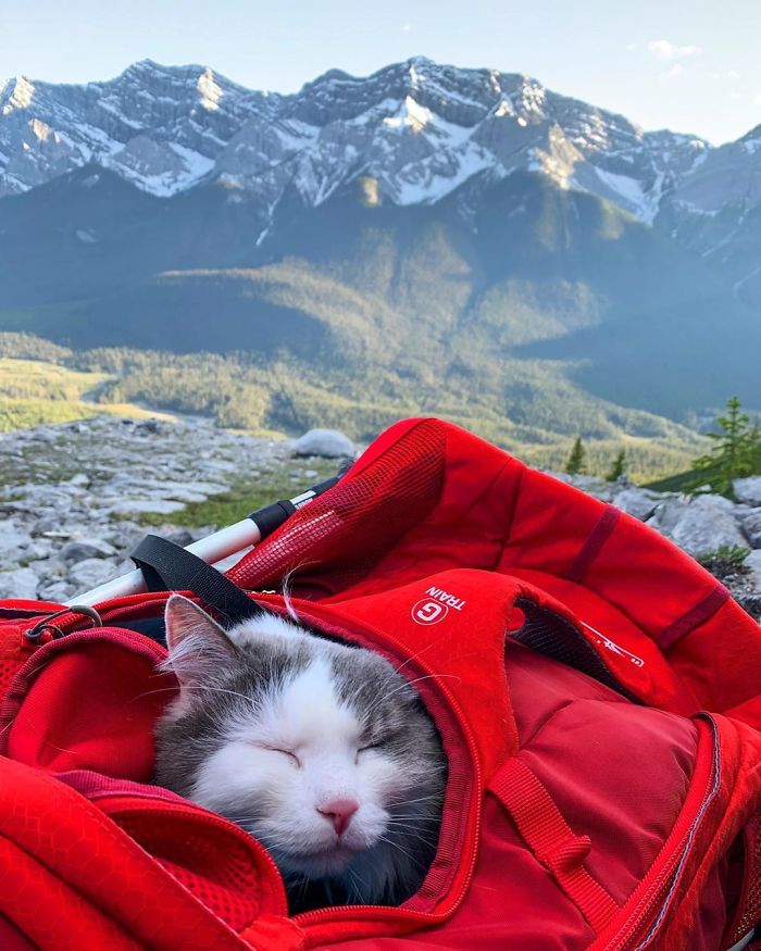 Voici Gary, le chat alpiniste secouru qui vit toutes sortes d’aventures ...