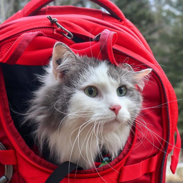 Voici Gary, le chat alpiniste secouru qui vit toutes sortes d’aventures ...
