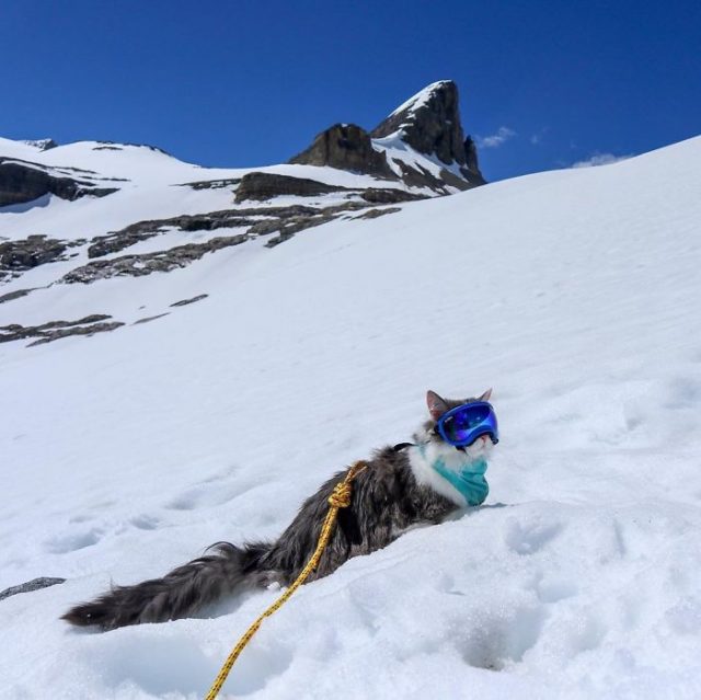 Voici Gary, le chat alpiniste secouru qui vit toutes sortes d’aventures ...