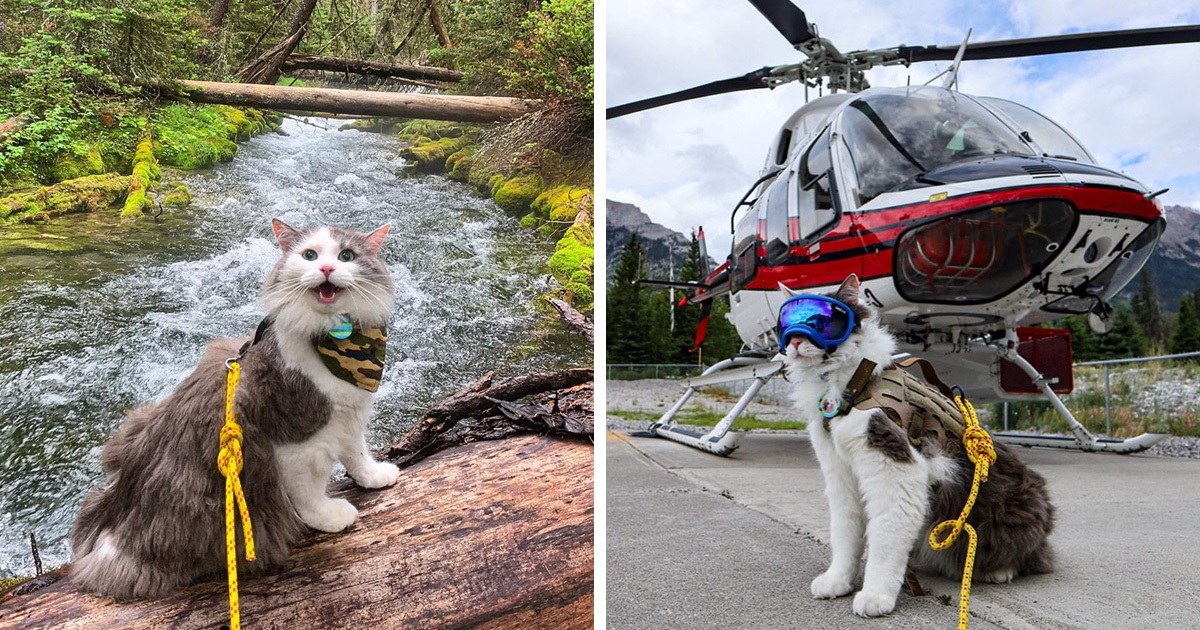 Voici Gary, le chat alpiniste secouru qui vit toutes sortes d’aventures ...