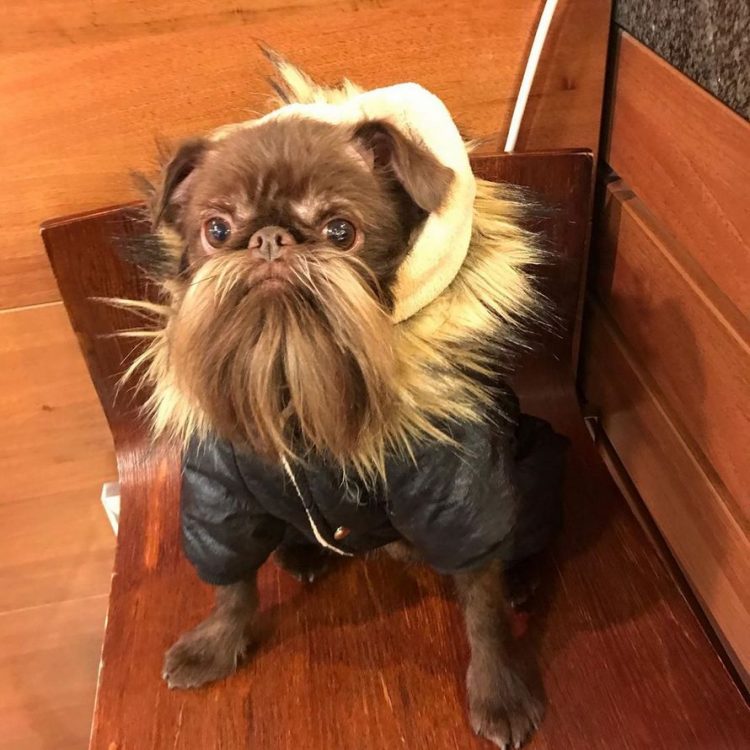 Ce chien hipster surnommé Chewbacca a une barbe de rêves - ipnoze