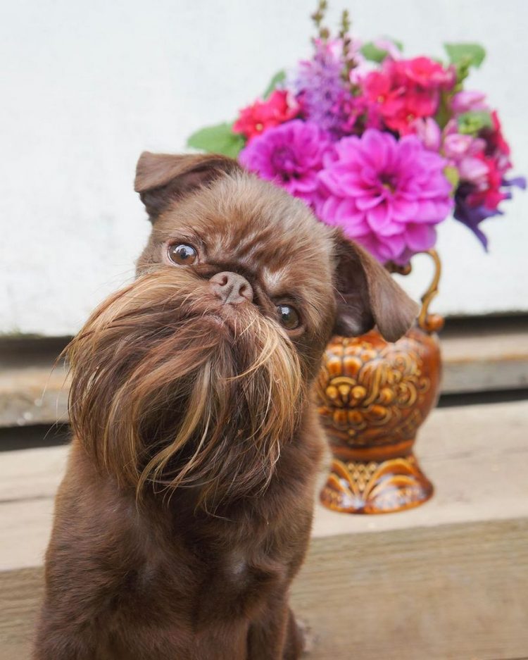 Ce chien hipster surnommé Chewbacca a une barbe de rêves - ipnoze