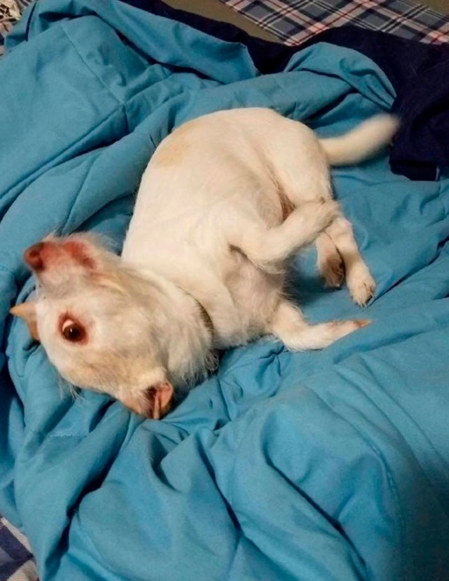 Cette illusion d’optique d’un « animal mutant » est en fait un chien ...