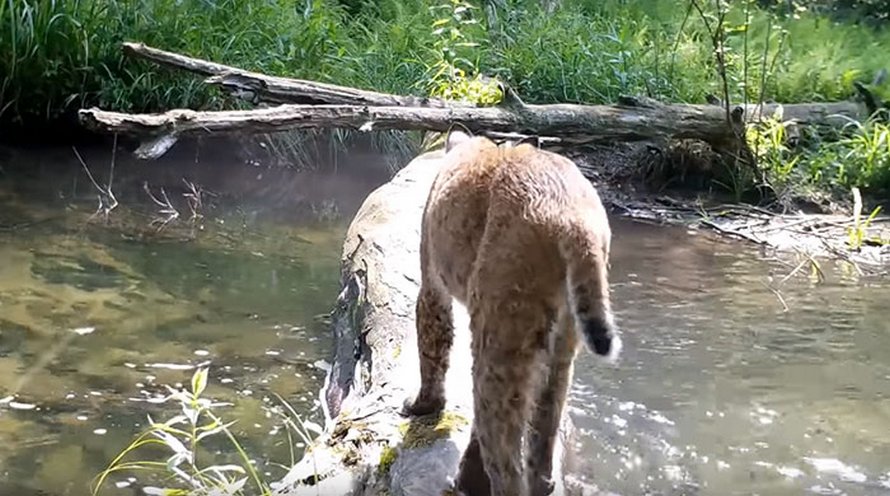 Un homme a filmé tous les animaux sauvages qui utilisent ce pont de ...