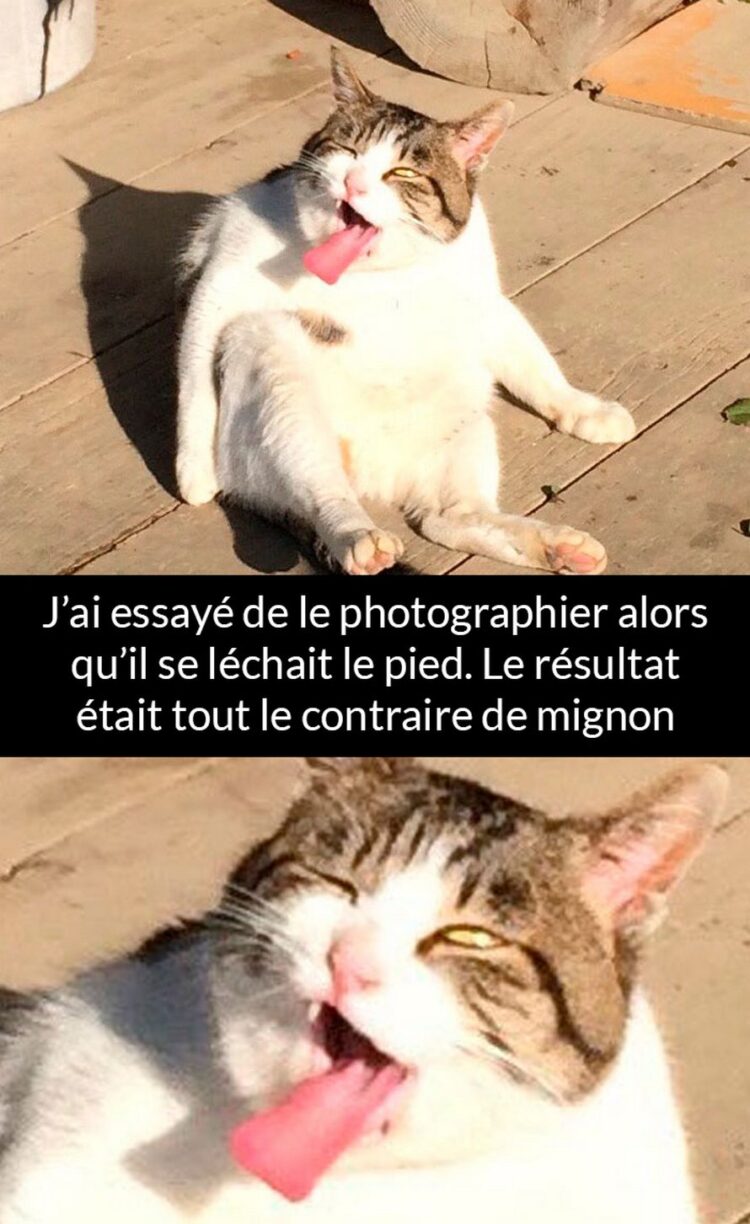22 photos de chats avec des commentaires rigolos qui vont vous faire ...