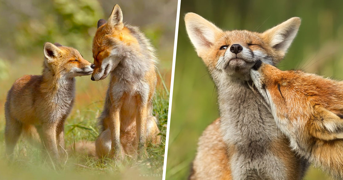 Cette photographe prouve que les renards sont des créatures très ...