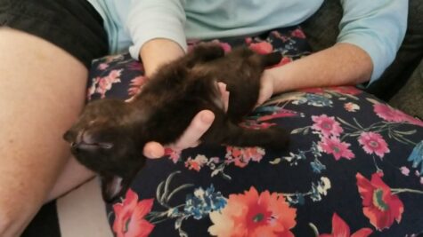 Cet adorable chaton endormi a fait exploser le baromètre de tendresse ...