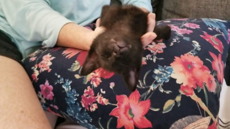 Cet adorable chaton endormi a fait exploser le baromètre de tendresse ...