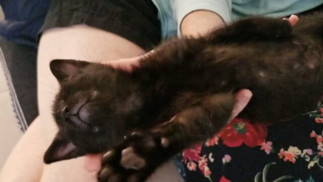 Cet adorable chaton endormi a fait exploser le baromètre de tendresse ...