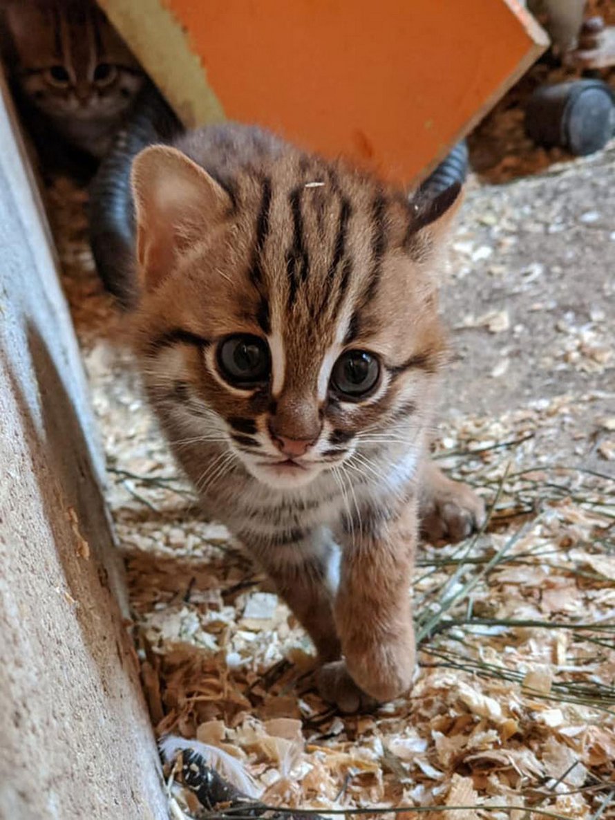 Un sanctuaire pour animaux non désirés a accueilli deux rares chats ...