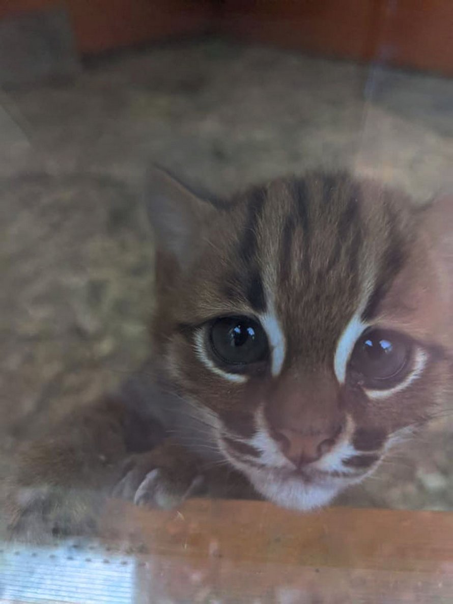 Un sanctuaire pour animaux non désirés a accueilli deux rares chats ...