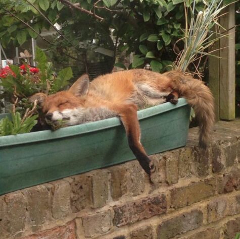 Ces photos de renards montrent à quel point ils sont des créatures ...