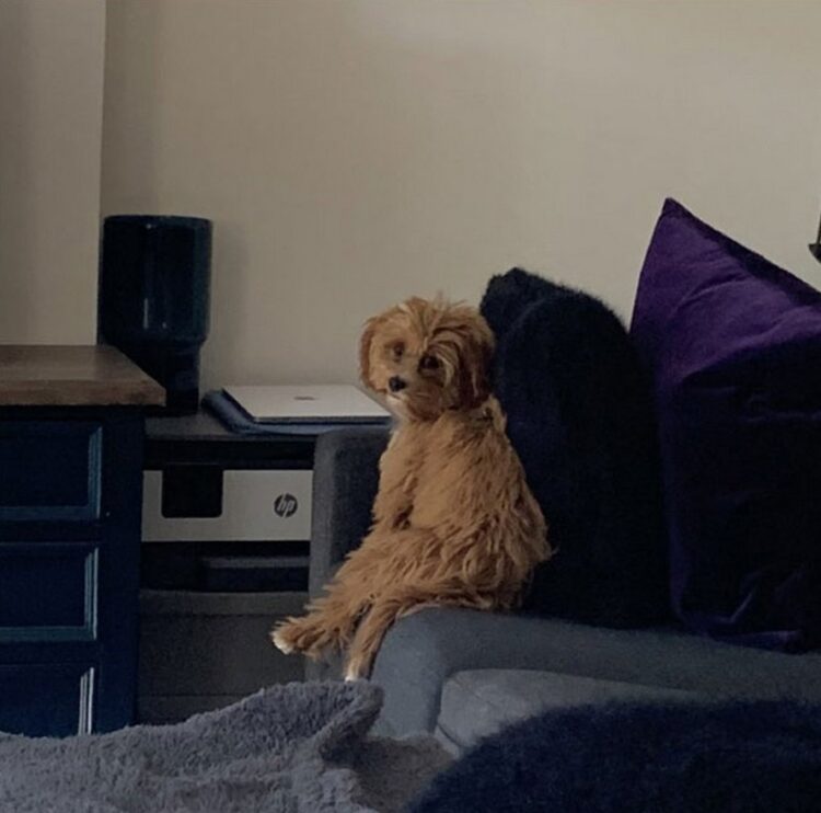 Des gens partagent des photos hilarantes de leurs chiens qui sont assis ...