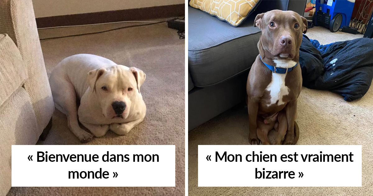 Des gens partagent des photos hilarantes de leurs chiens qui sont assis ...