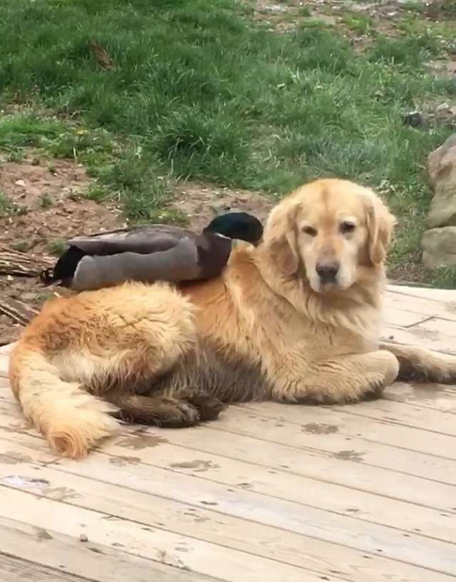 Un canard sauvage rencontre un chien et ils deviennent les meilleurs ...