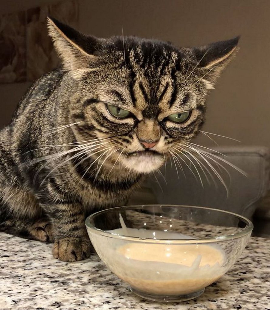 Voici la nouvelle Grumpy Cat nommée Kitzia qui a l'air encore plus ...