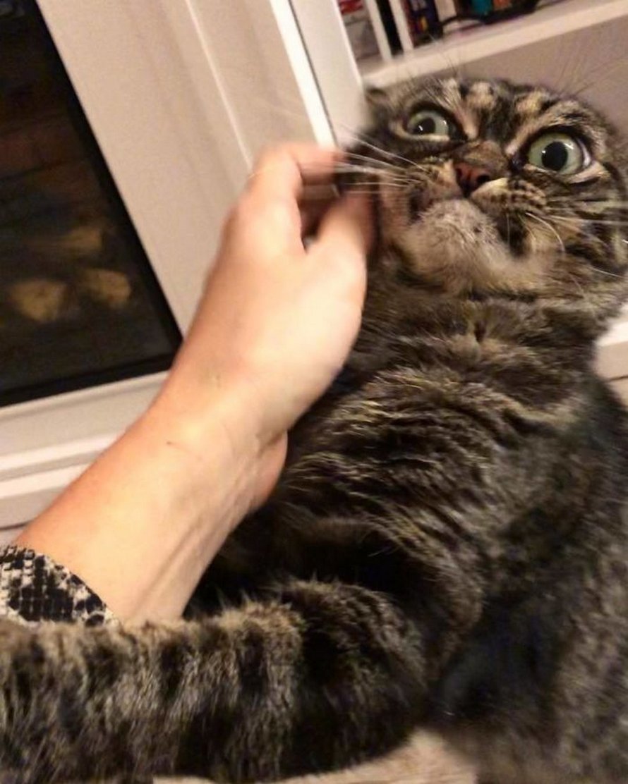 Voici la nouvelle Grumpy Cat nommée Kitzia qui a l'air encore plus ...
