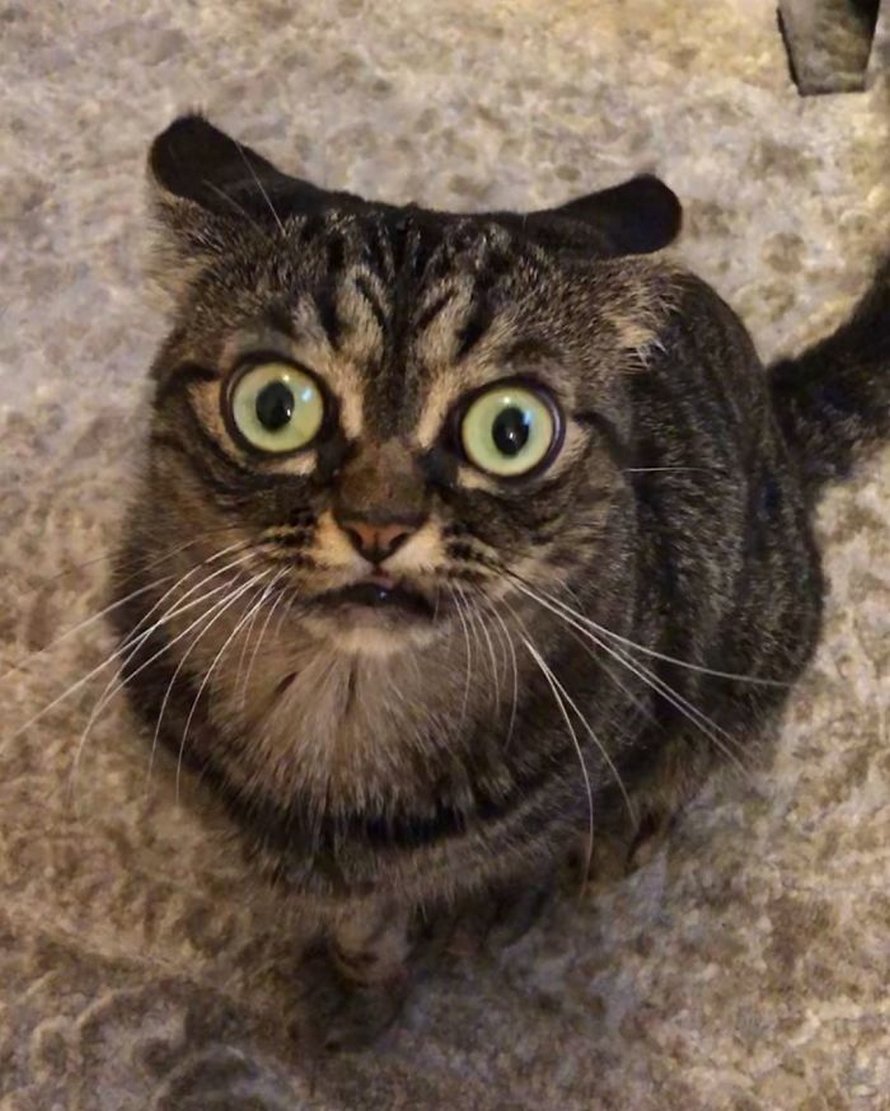 Voici la nouvelle Grumpy Cat nommée Kitzia qui a l'air encore plus ...