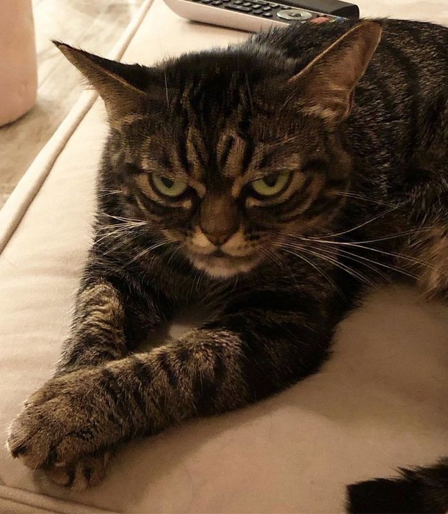 Voici la nouvelle Grumpy Cat nommée Kitzia qui a l'air encore plus ...