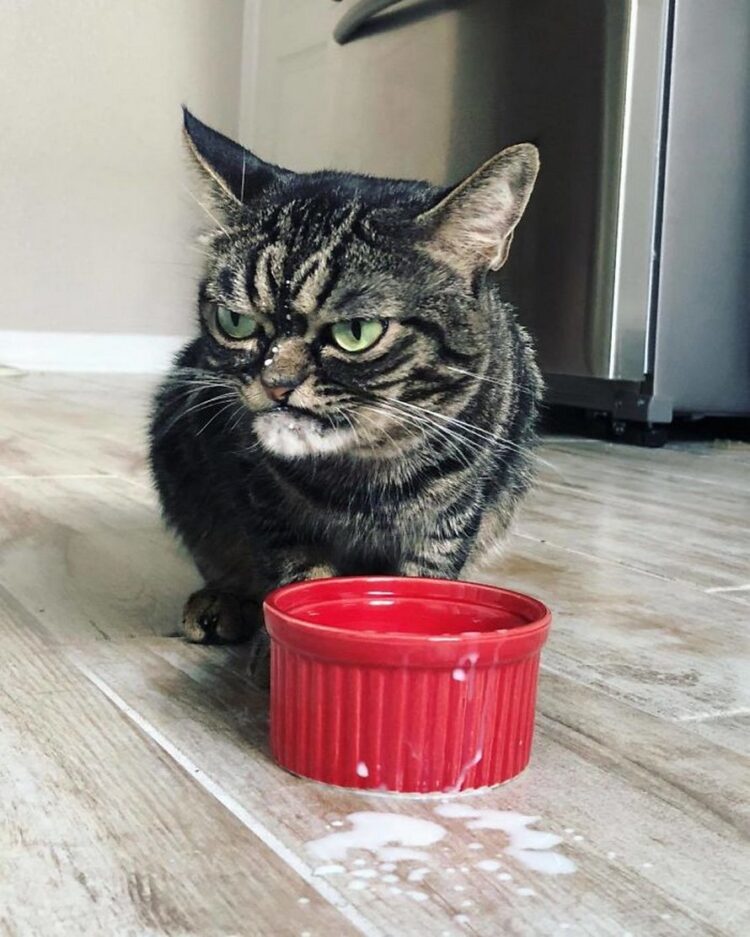 Voici la nouvelle Grumpy Cat nommée Kitzia qui a l'air encore plus ...