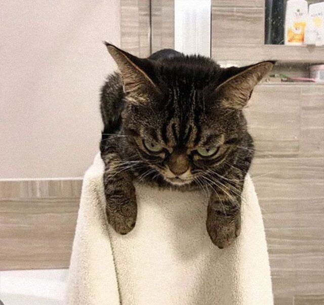Voici la nouvelle Grumpy Cat nommée Kitzia qui a l'air encore plus ...
