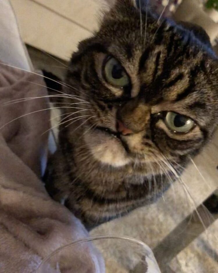 Voici la nouvelle Grumpy Cat nommée Kitzia qui a l'air encore plus ...