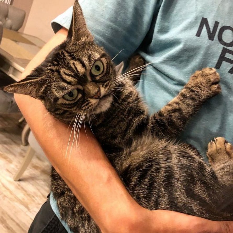 Voici la nouvelle Grumpy Cat nommée Kitzia qui a l'air encore plus ...