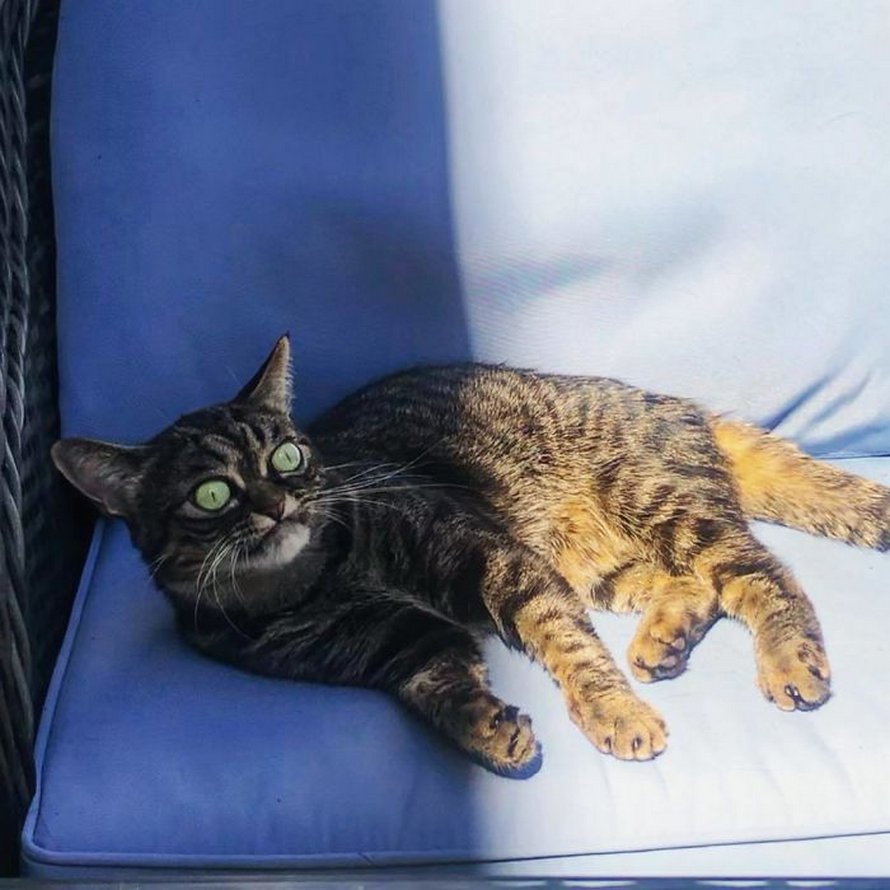Voici la nouvelle Grumpy Cat nommée Kitzia qui a l'air encore plus ...