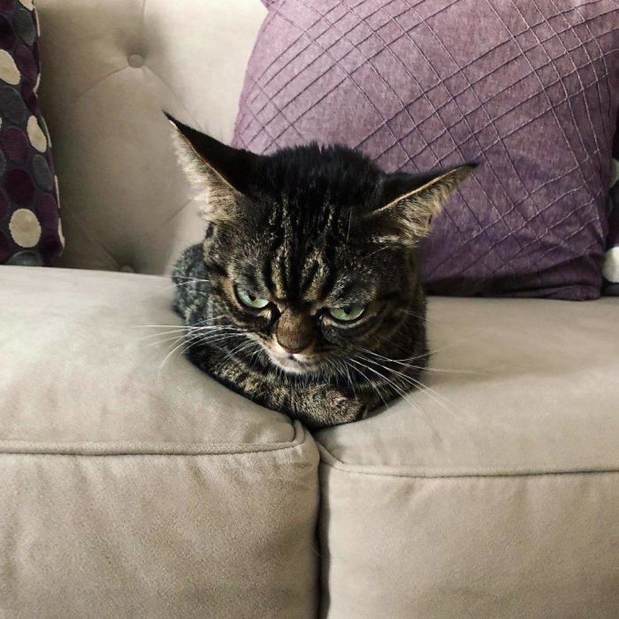 Voici la nouvelle Grumpy Cat nommée Kitzia qui a l'air encore plus ...