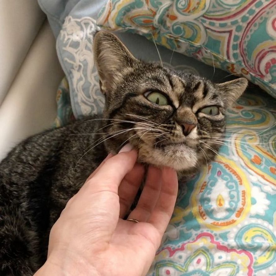 Voici la nouvelle Grumpy Cat nommée Kitzia qui a l'air encore plus ...