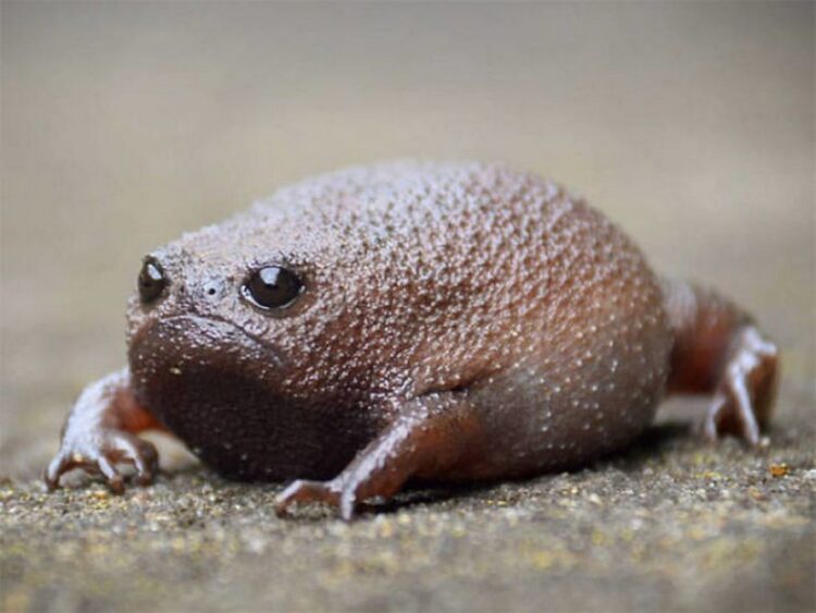 Il existe une grenouille noire qui ressemble à un avocat en colère qui ...