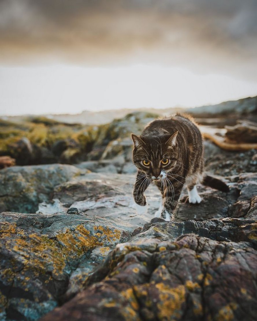 Une femme achète à son chat une séance photo professionnelle et elle ne ...