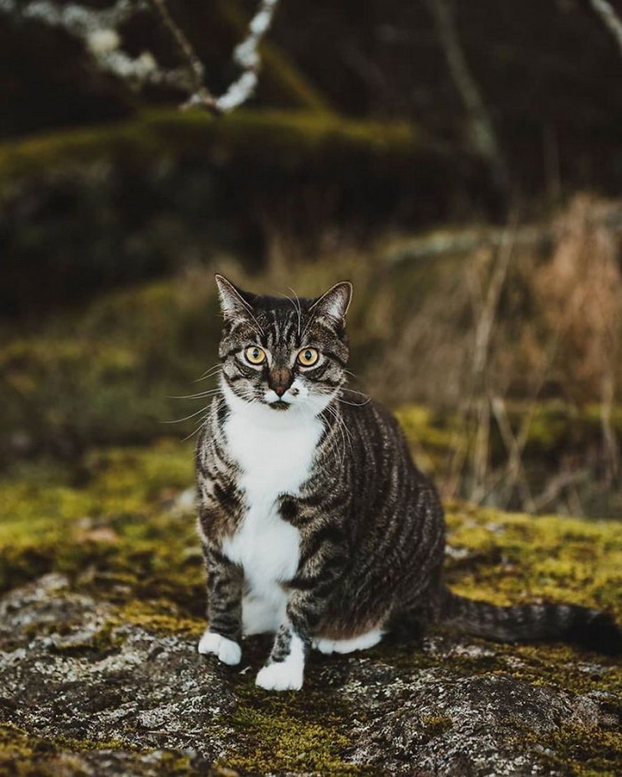 Une femme achète à son chat une séance photo professionnelle et elle ne ...