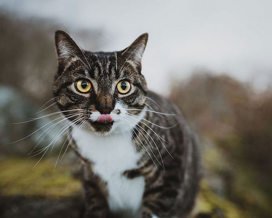 Une femme achète à son chat une séance photo professionnelle et elle ne ...