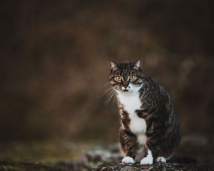Une femme achète à son chat une séance photo professionnelle et elle ne ...