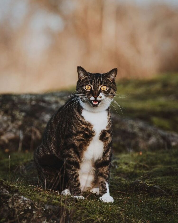 Une femme achète à son chat une séance photo professionnelle et elle ne ...