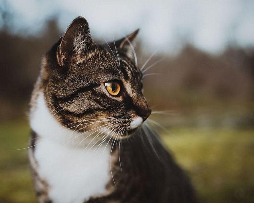 Une femme achète à son chat une séance photo professionnelle et elle ne ...