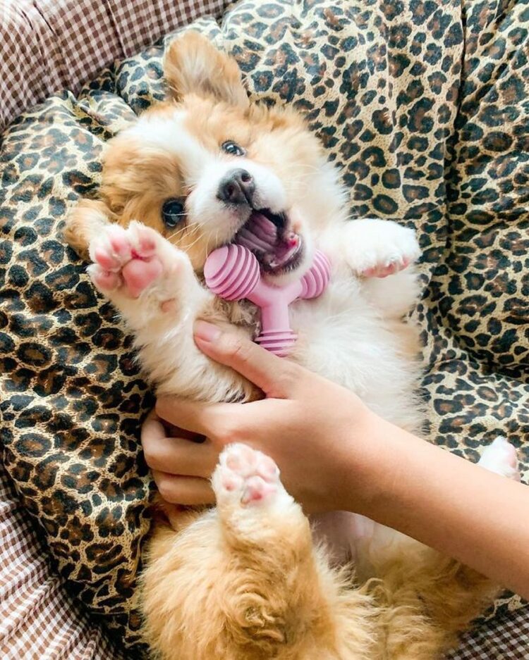 Voici Baby, le corgi qui adore tout le monde et qui a une personnalité ...