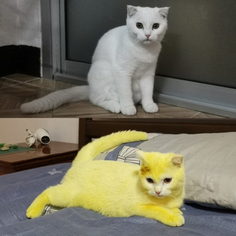 Ce chat est devenu jaune après que sa propriétaire l’ait couvert de ...