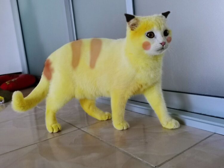Ce chat est devenu jaune après que sa propriétaire l’ait couvert de ...