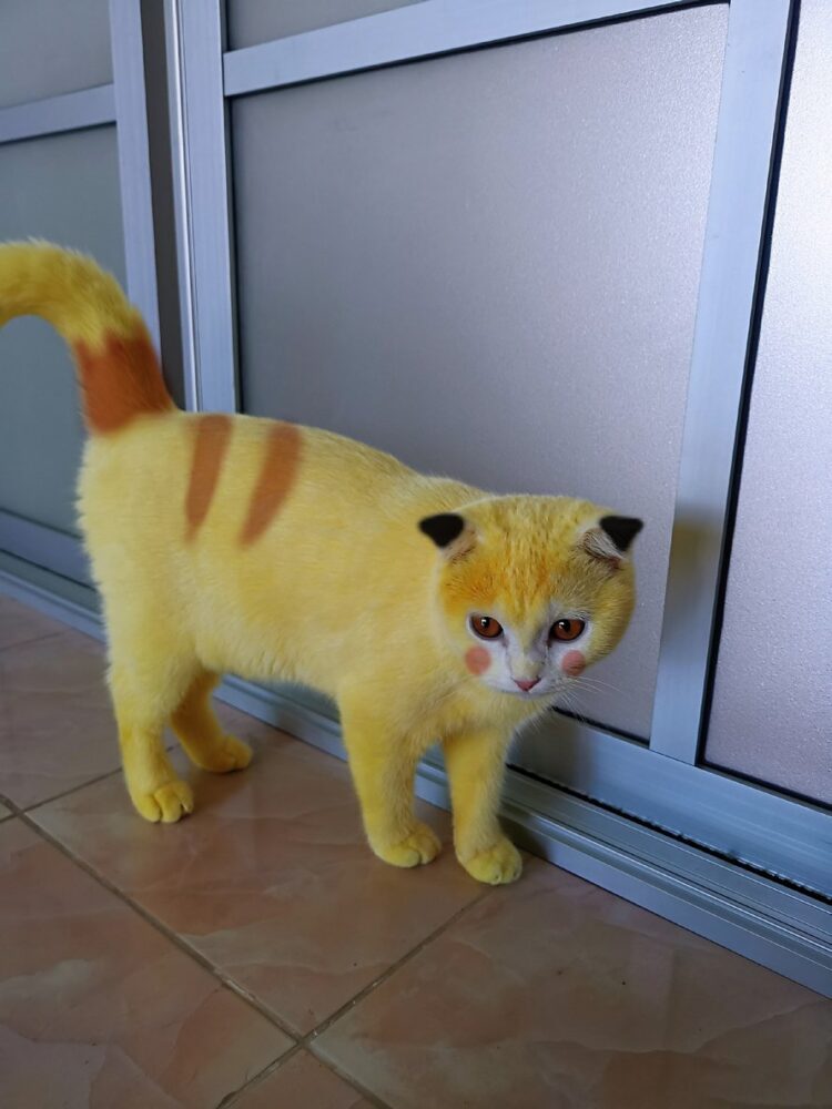 Ce chat est devenu jaune après que sa propriétaire l’ait couvert de ...