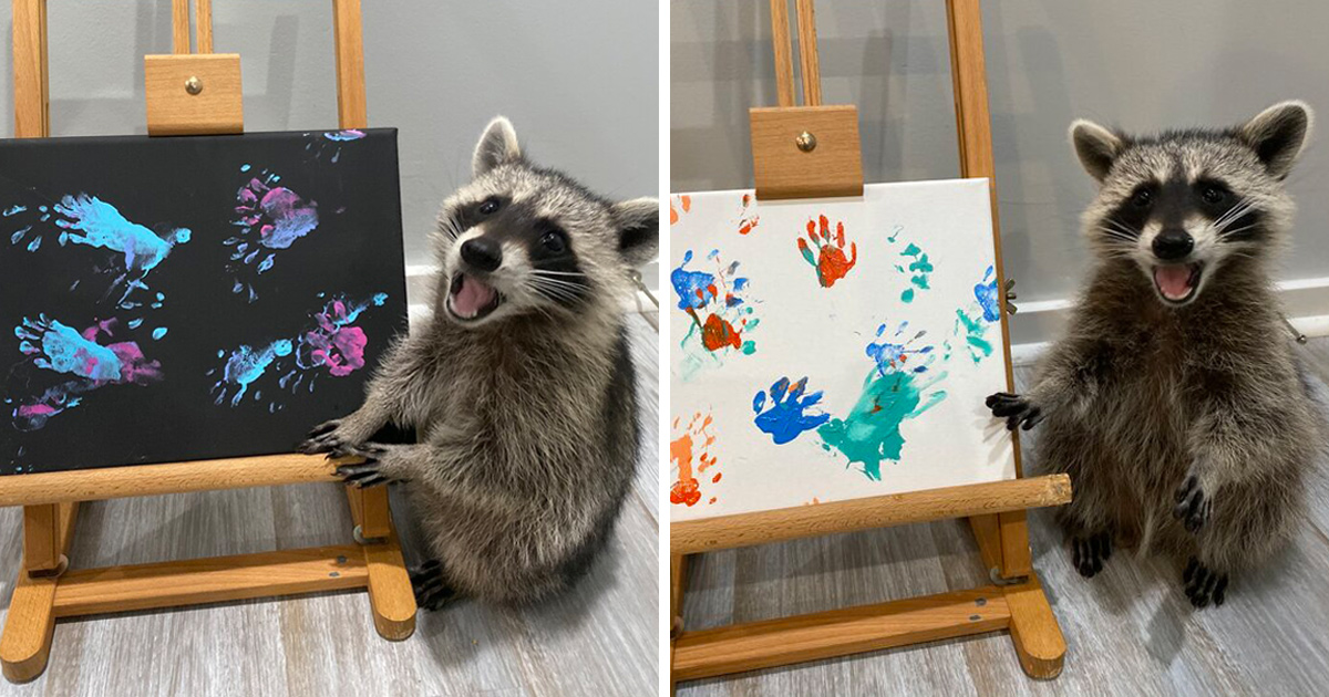 De fiers ratons laveurs artistes posent à côté de leurs peintures et ...