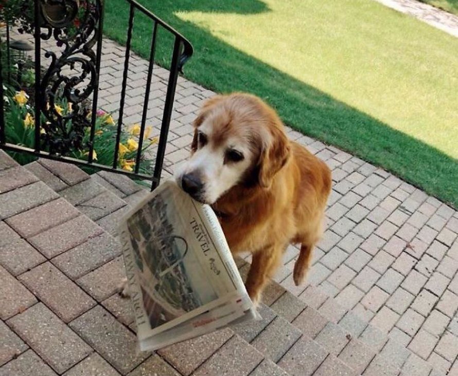 Ces photos sympas de vieux chiens montrent que les toutous âgés sont ...