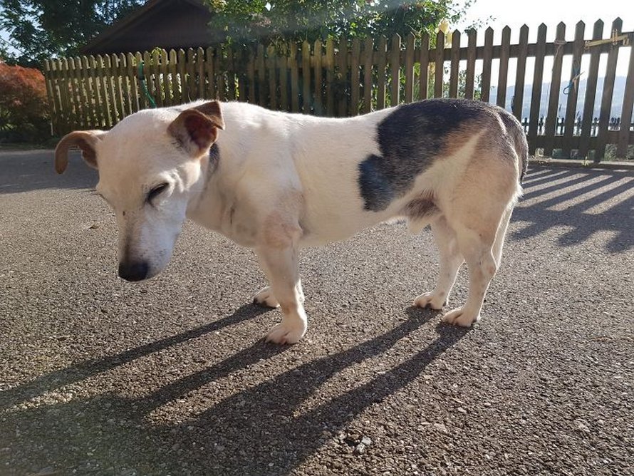 Ces photos sympas de vieux chiens montrent que les toutous âgés sont ...